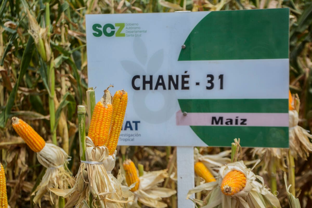 CIAT mostró la variedad de maíz Chané 31 con adaptación a diferentes ...