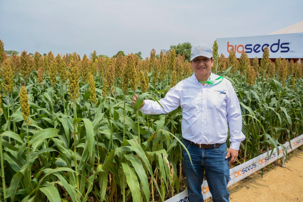 Bioseeds promocionó el sorgo BS-137 con adaptabilidad a la zona Este ...
