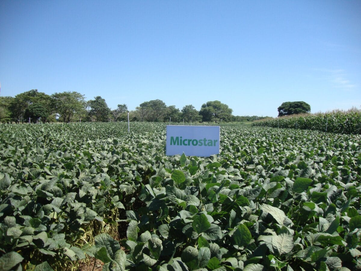 Rizobacter Bolivia asistiendo a productores con tecnologías que ...