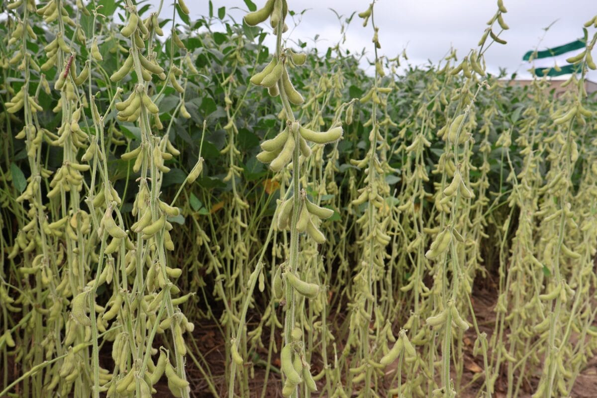 Anapo: Las primeras cosechas de soya obtienen rendimiento promedio de 1 ...