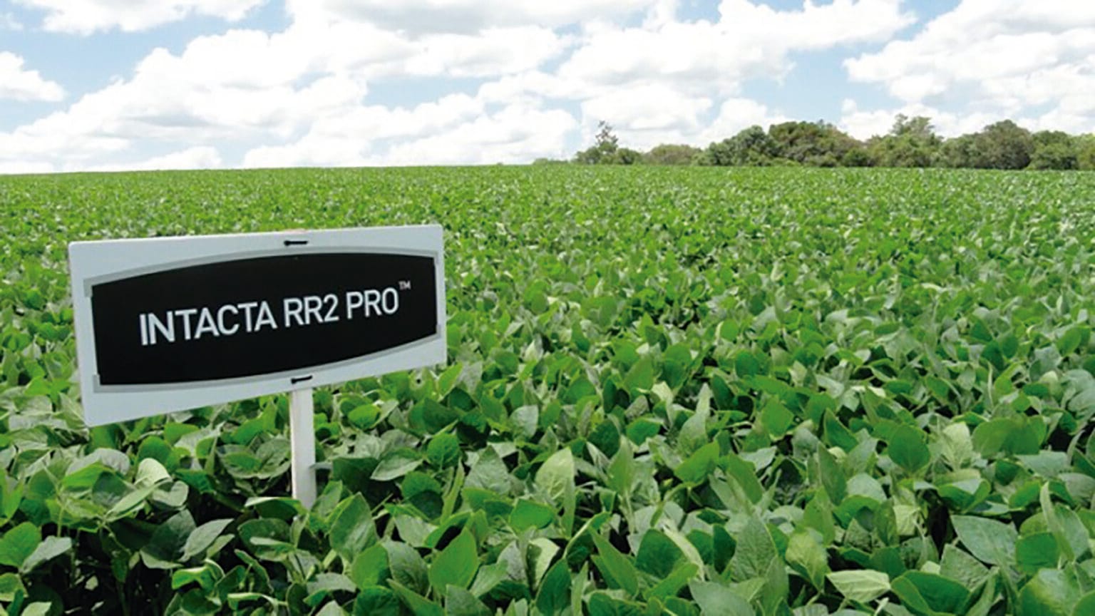 Anapo difundirá genética de soya Intacta durante la Exposoya 2025 ...