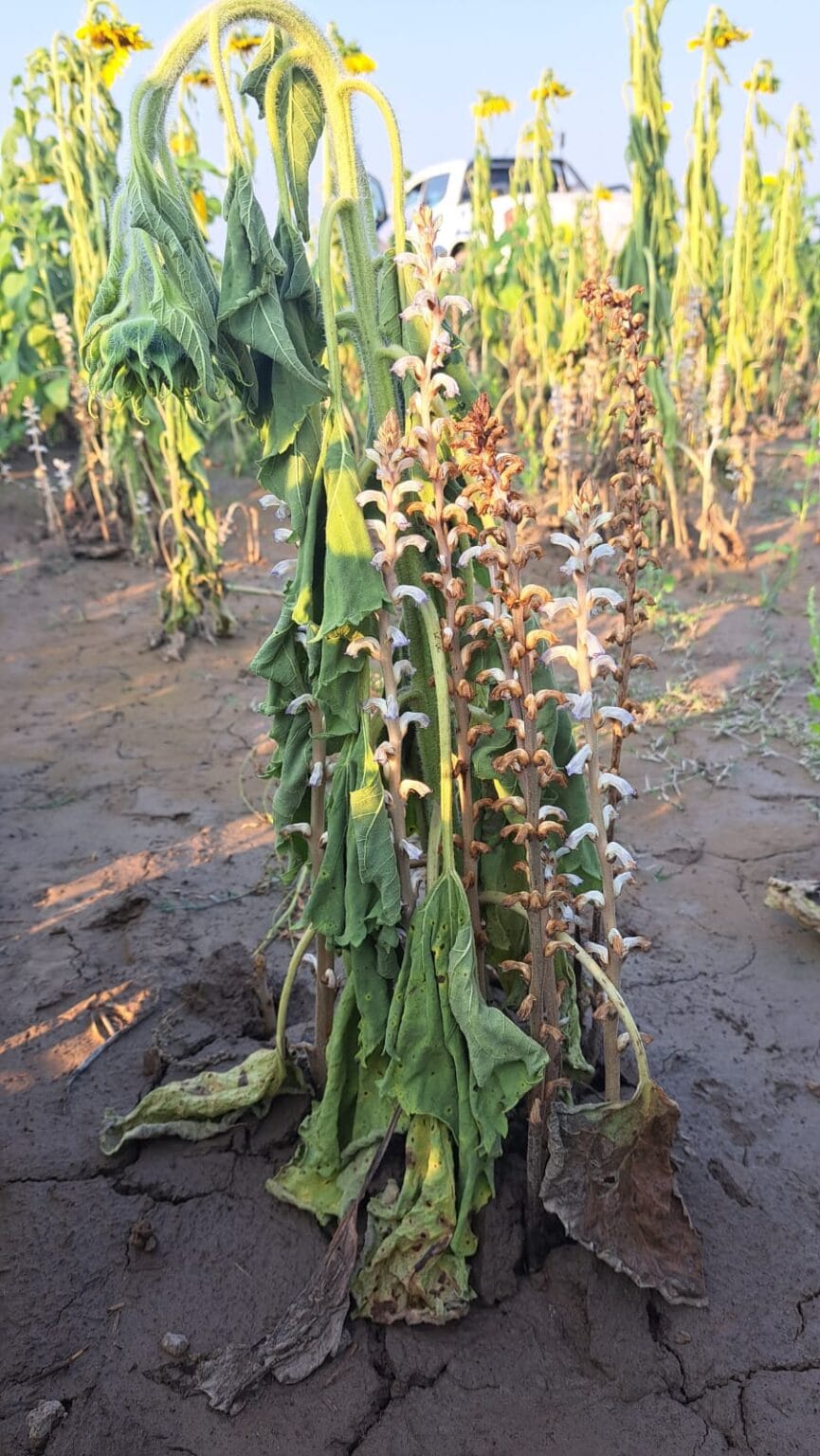 Alertan aparición de la maleza parásita en girasol que genera “zozobra ...