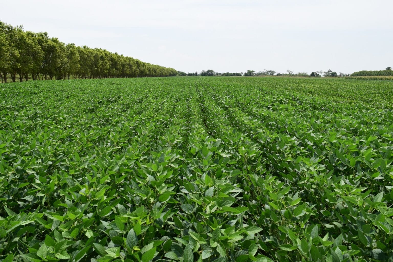 Gobierno prevé que aprobación de la soya HB4 se realizaría el 2025 ...