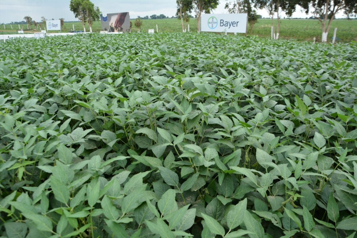 Bayer estará presente en la Exposoya 2025 mostrando su tecnología ...