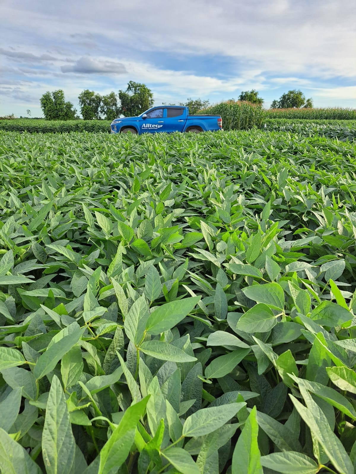 ALLTEC presentará en Exposoya 2025 dos variedades de soya que destacan por su productividad y ...