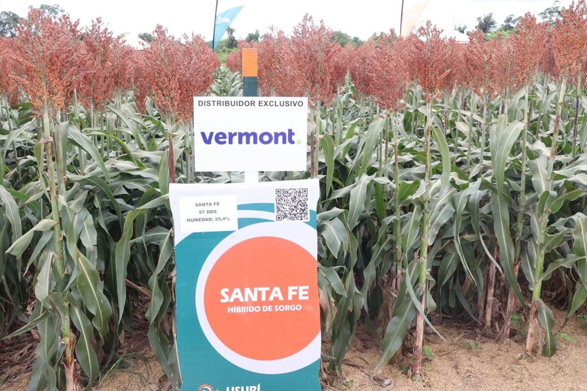 Exposoya 2026: Usurí Semillas presentó tres híbridos de sorgo para las ...